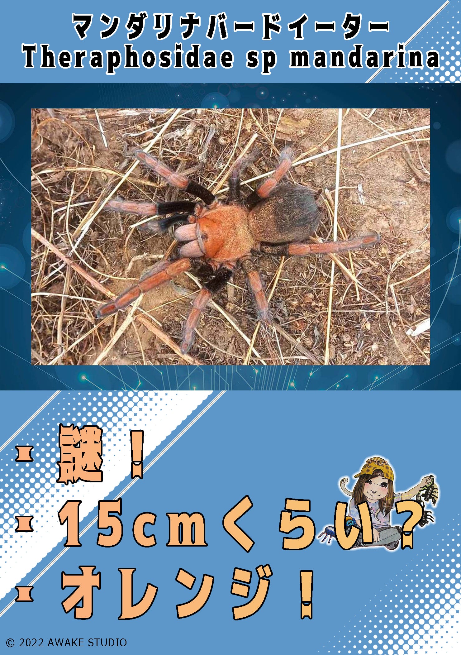 マンダリナバードイーター/Theraphosidae sp mandarina【幼体】 | 奇蟲屋 榊（タランチュラ通販店）