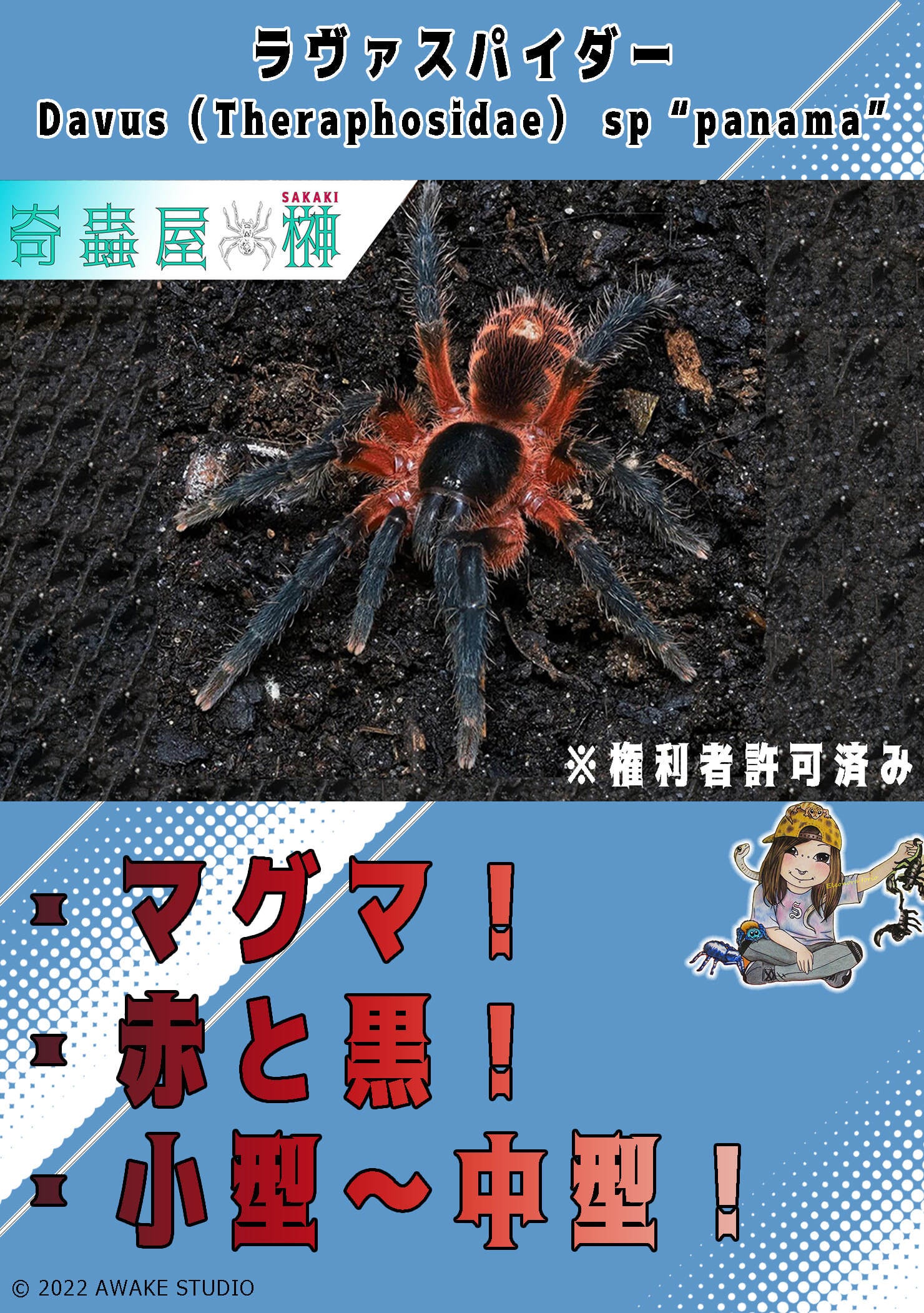 【新】ラヴァスパイダー/Davus sp panama【幼体】 | 奇蟲屋 榊（タランチュラ通販店）