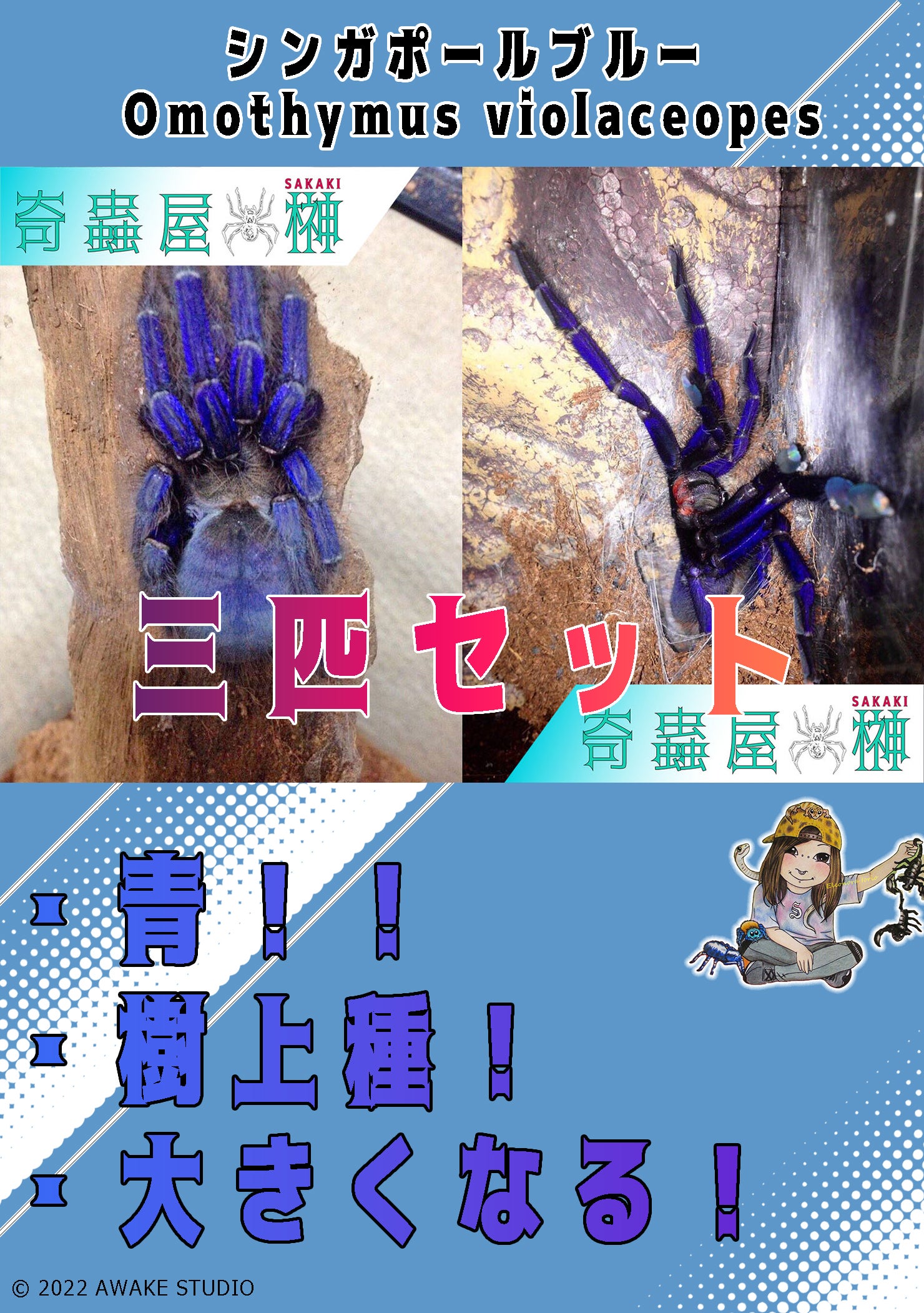 シンガポールブルー/Omothymus violaceopes【幼体】当店CB 3匹セット | 奇蟲屋 榊（タランチュラ通販店）