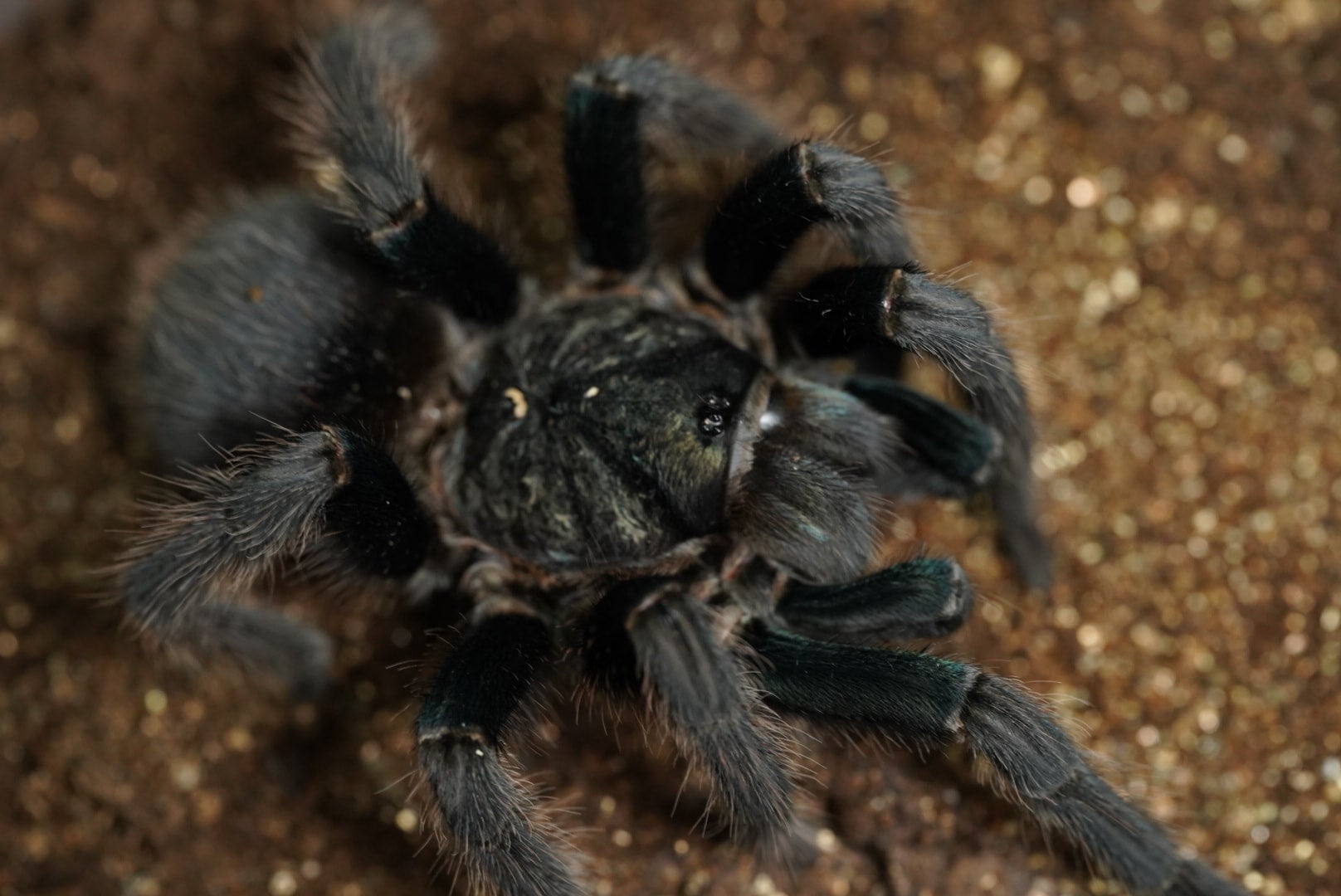 フォルミクトプスサウスヒスパニョーラ/Phormictopus sp. south hispaniola 【成体】♀ 国内CB | 奇蟲屋 榊 ...