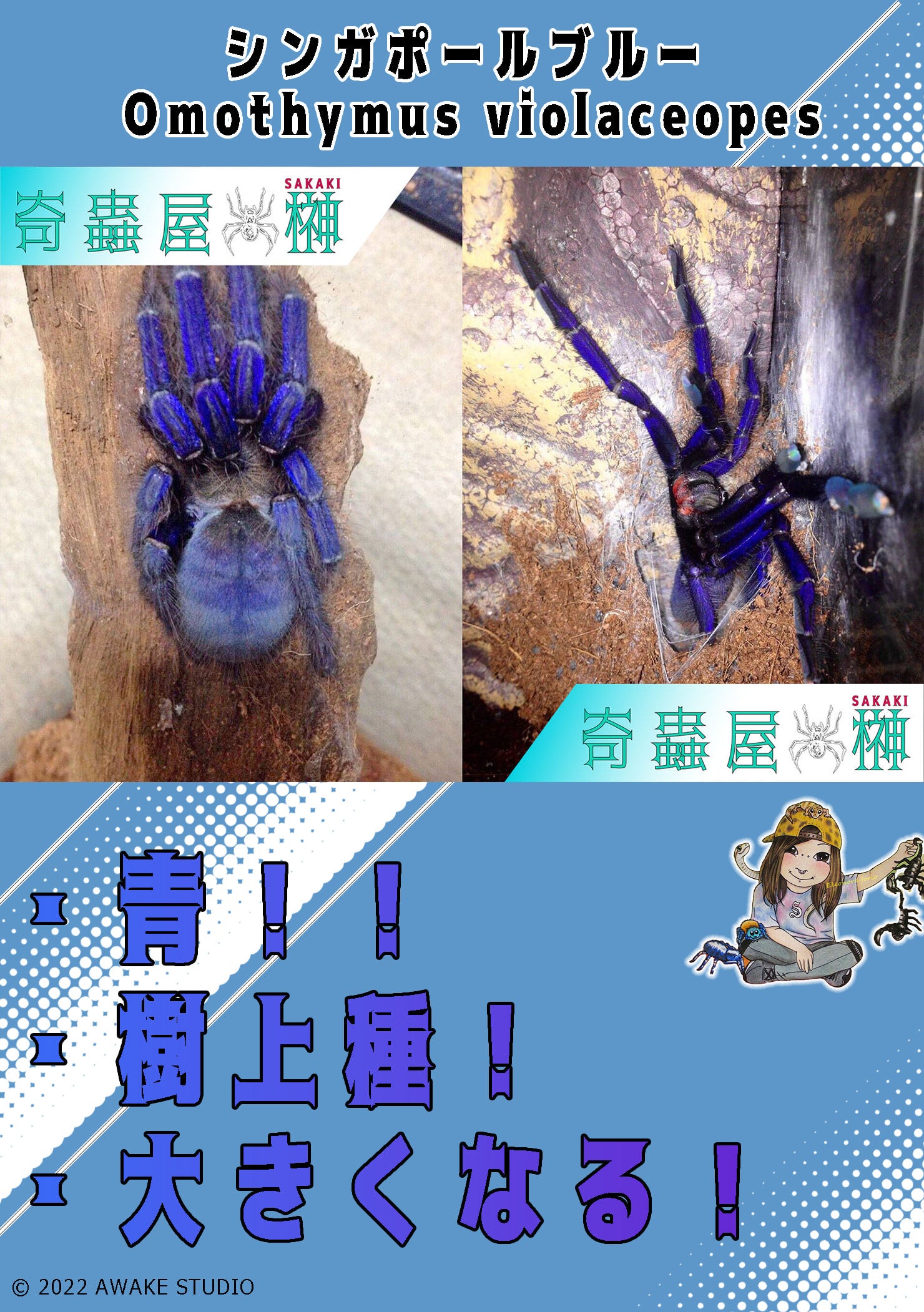 シンガポールブルー/Omothymus violaceopes【幼体】当店CB | 奇蟲屋 榊（タランチュラ通販店）