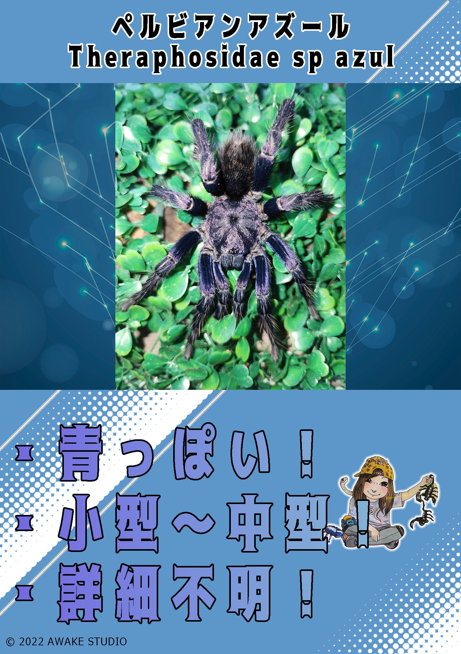 アズールタランチュラ/ Theraphosidae sp azul【幼体】 | 奇蟲屋 榊（タランチュラ通販店）