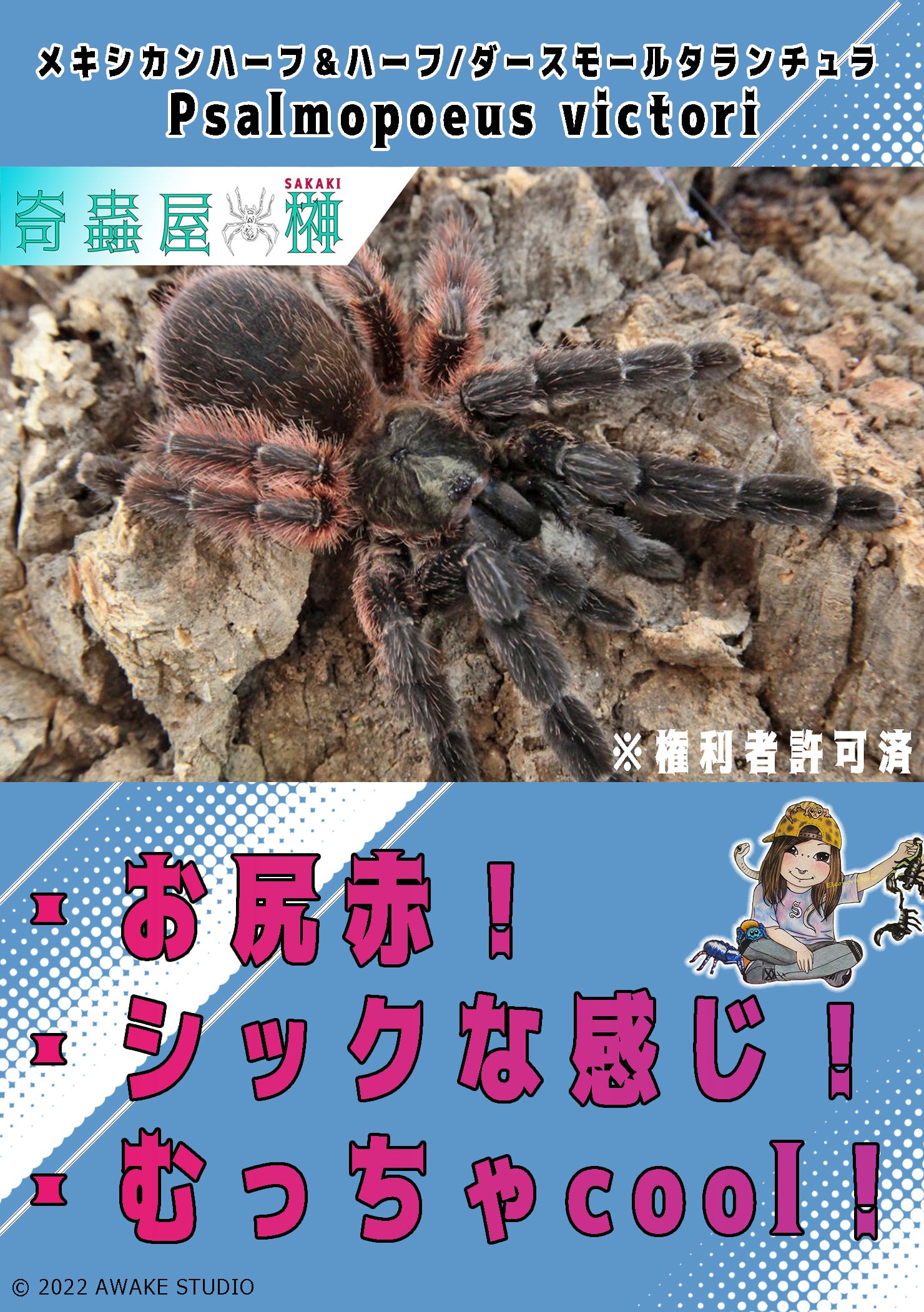 ダースモールタランチュラ/Psalmopoeus victori【幼体】 | 奇蟲屋 榊（タランチュラを中心とする奇蟲販売）